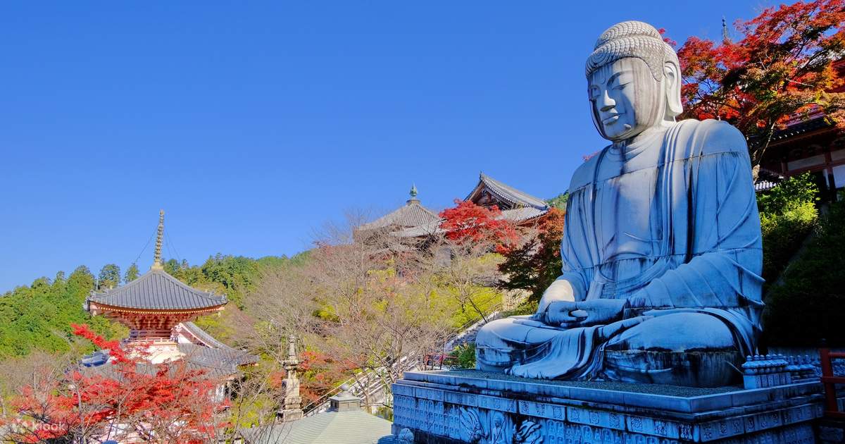 가을 단풍 부처님과 요시노산 오렌지 따기 투어 클룩 Klook 한국